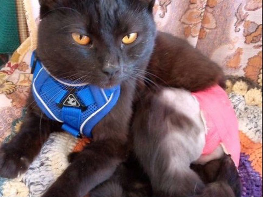 Отдам кота в добрые руки