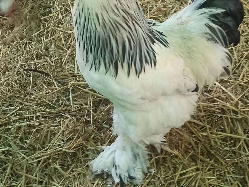 Петух Брама чистокровный на племя