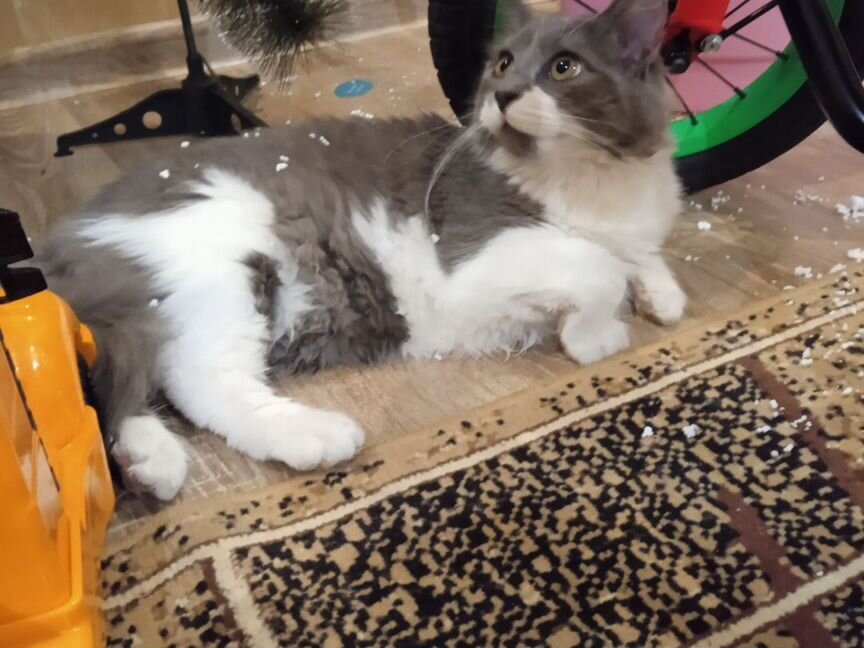 Кот Милтон