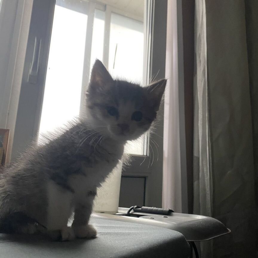 Котенок в дорбрые руки