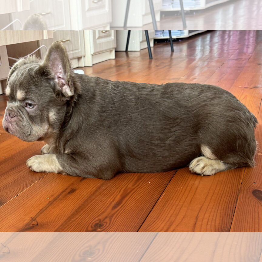 Французский бульдог Нью Шейд флаффи мальчик