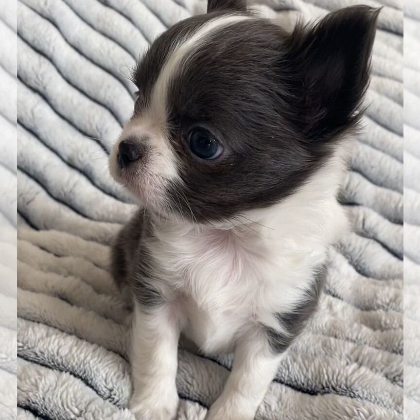 Голубые щенки чихуахуа