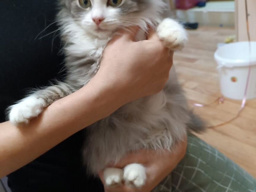 Кошка
