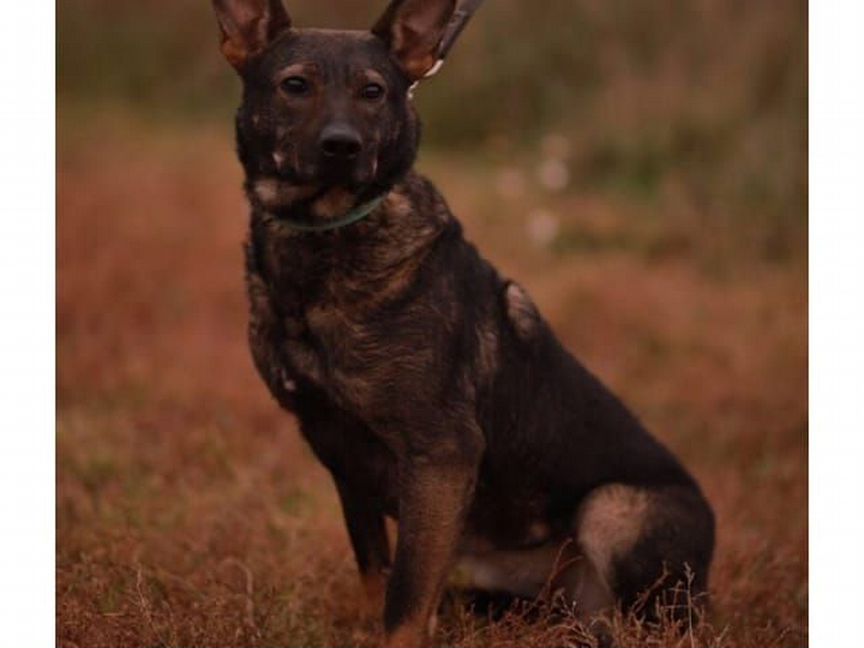 Добрая девочка Мия ищет дом