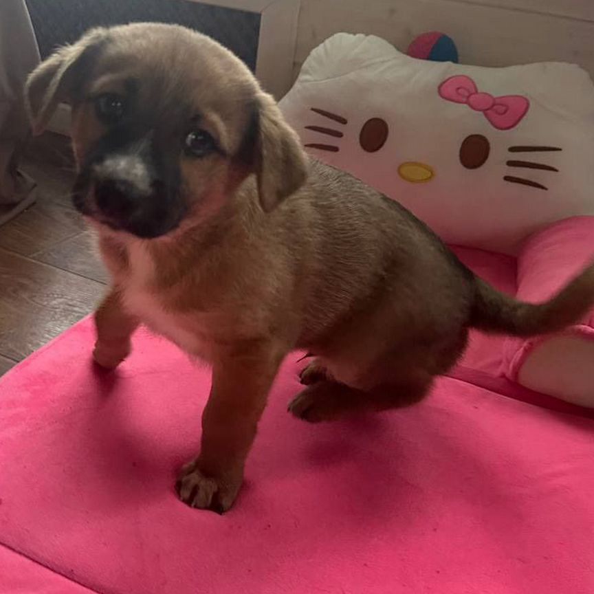 Кутята дворняжки