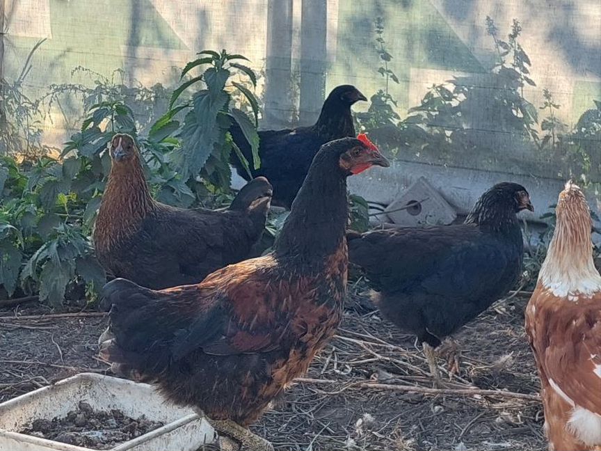 Молодые петушки