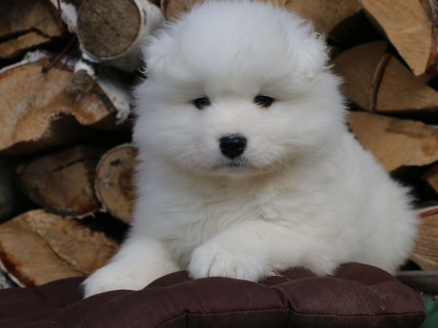 Щенок самоед РКФ