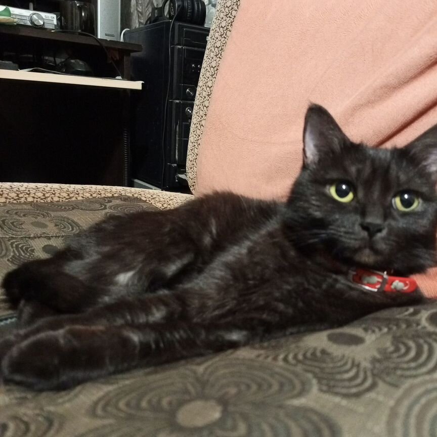 Взрослая кошка от частного владельца