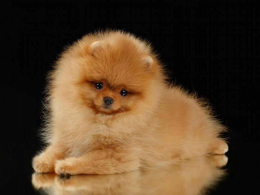 Девочка помераночка