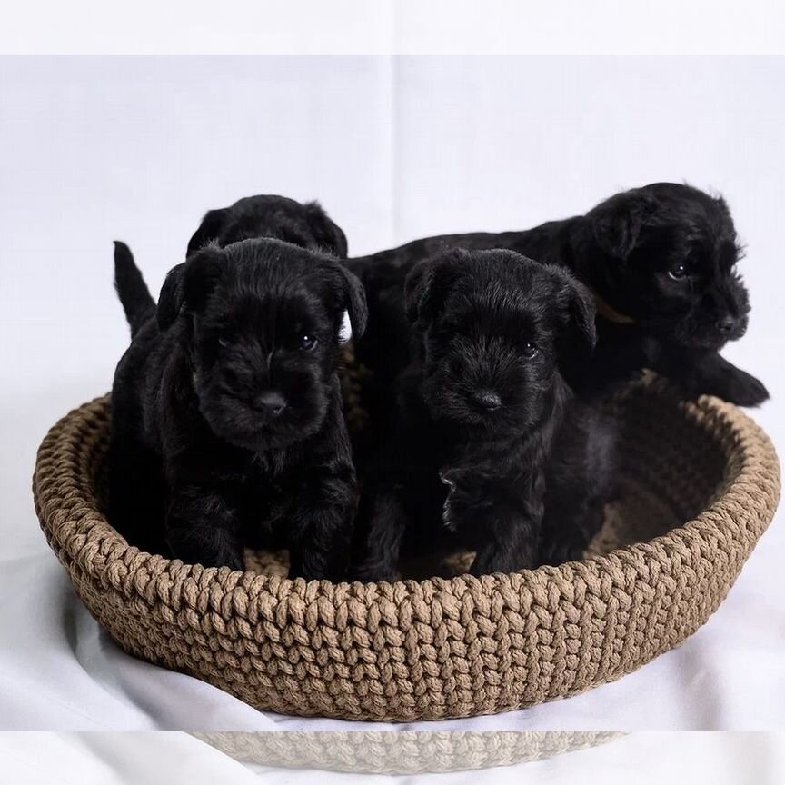 Цвергшнауцер, щенок