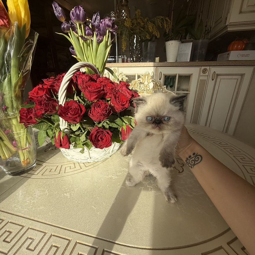Котенок экзот