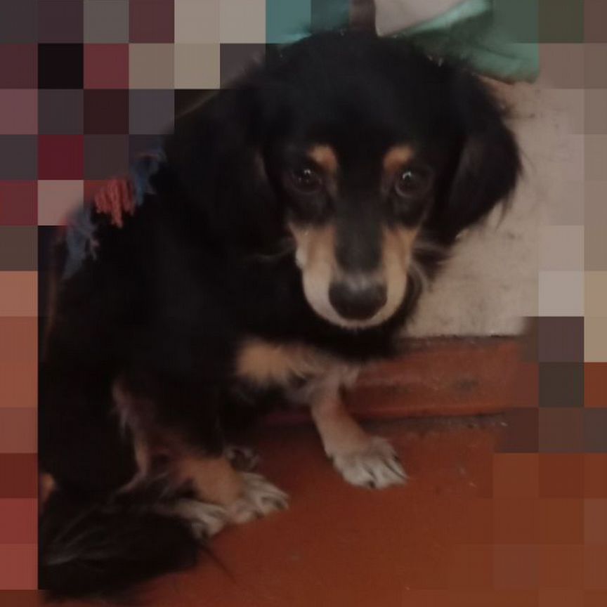 Взрослая собака в добрые руки