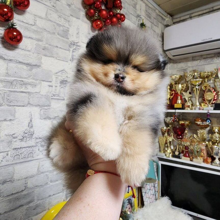 Йоркширский терьер, щенок