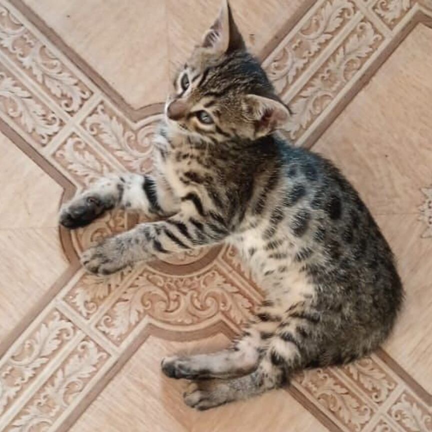 Бенгальские котята