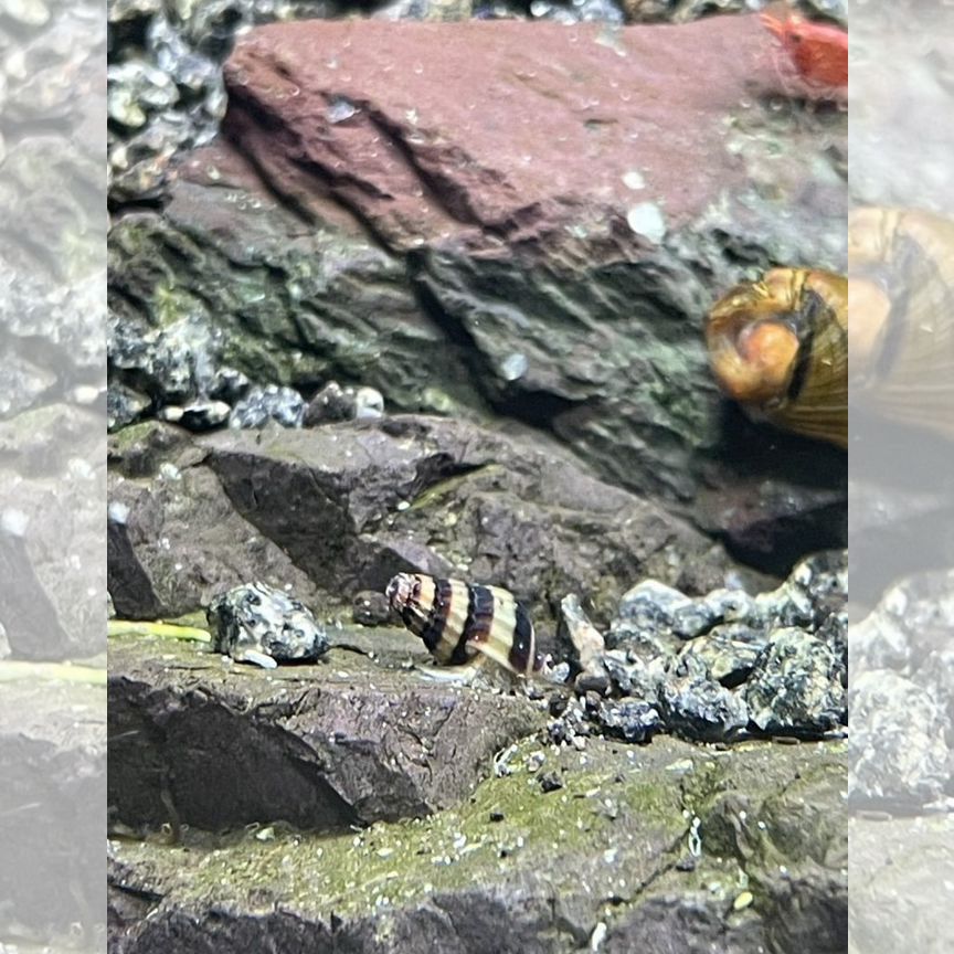 Улитка хелена