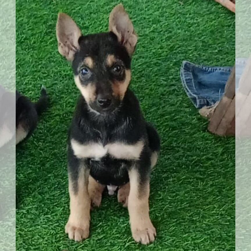 Щенок от частного владельца