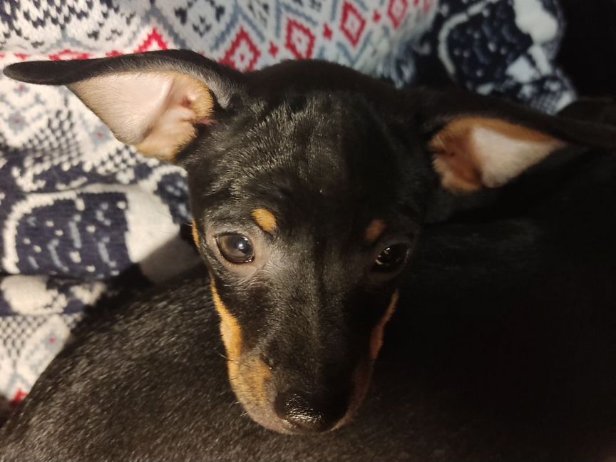 Щенки тойчика