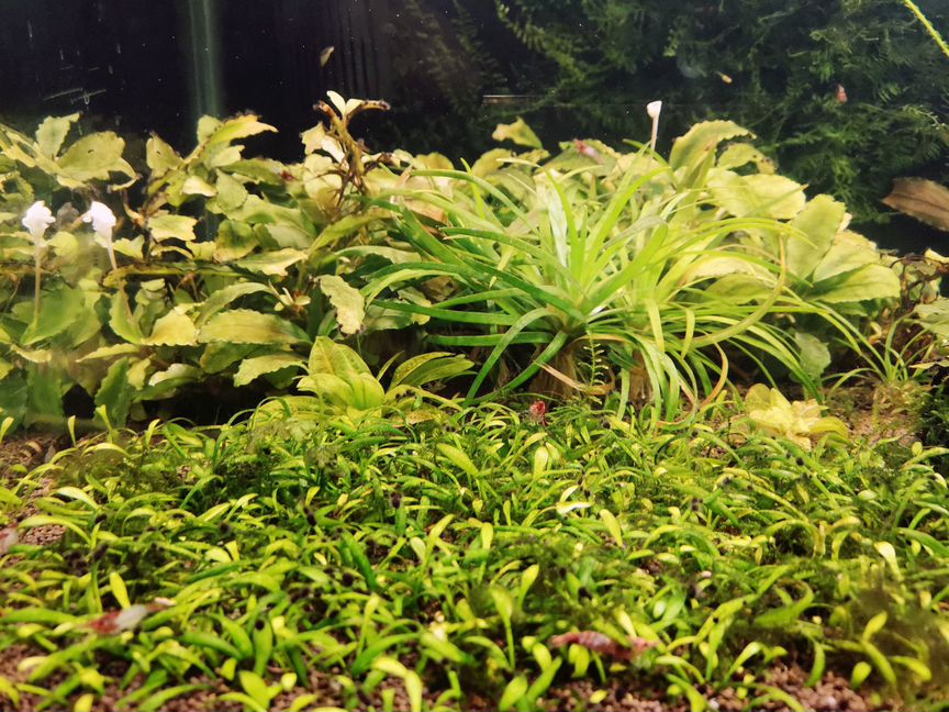 Аквариум 100 литров