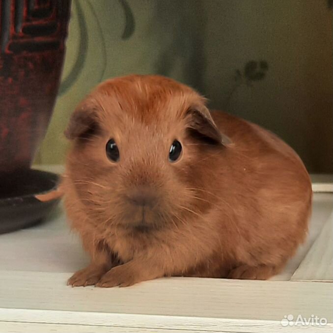 Мальчик морская свинка калифорния