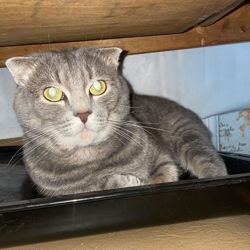 Шотландский вислоухий длинношёрстный, взрослый кот