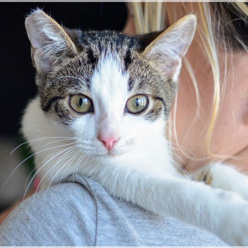 Котята в добрые руки бесплатно