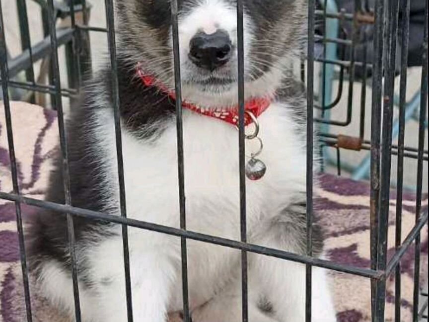 Суперская щенуля 2 мес