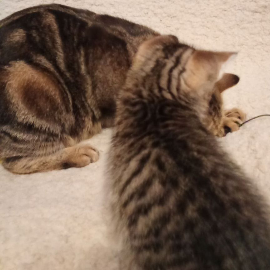 Котята шотландцы прямоухие