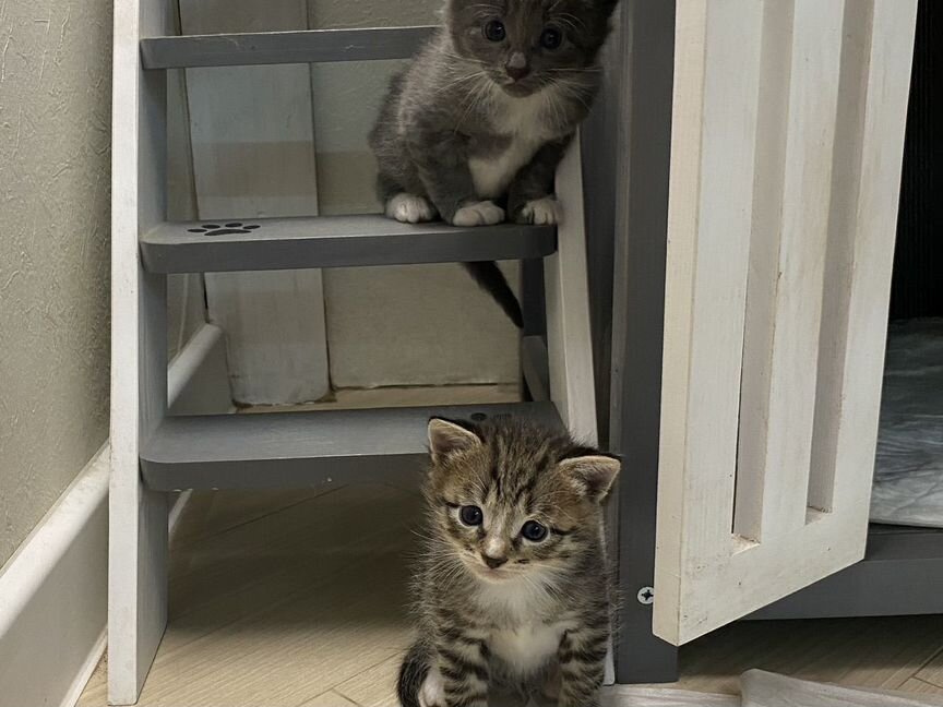Котята в добрые руки