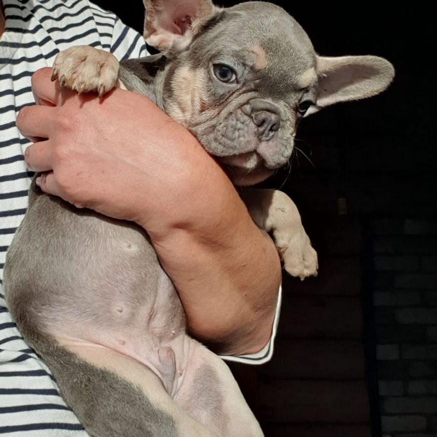 Шикарные буляшки парняшки