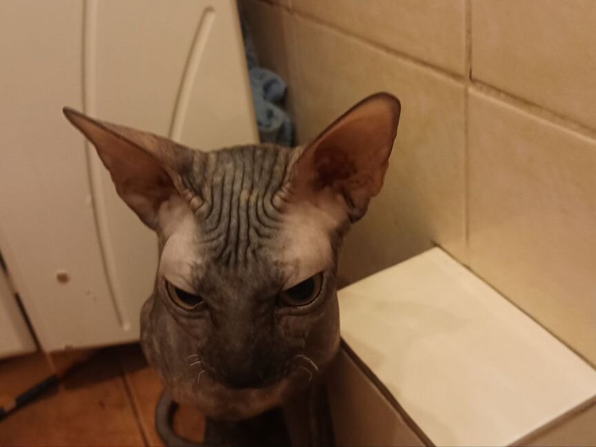 Кошки донской сфинкс