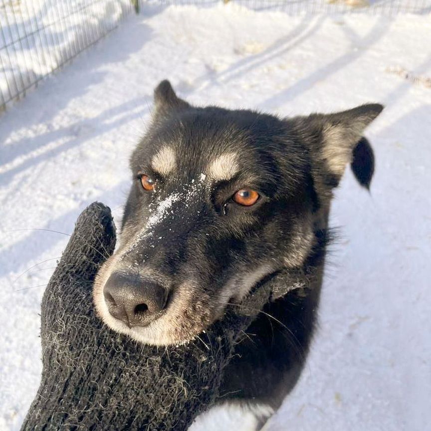 Собака в добрые руки отдам бесплатно