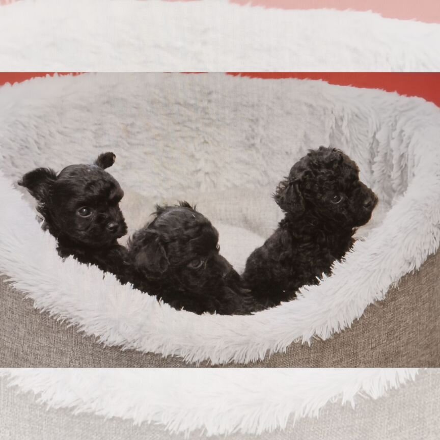 Той-пудель, щенок
