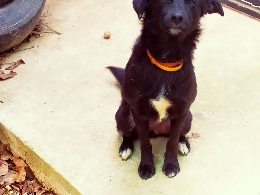 Друг и охранник в дом