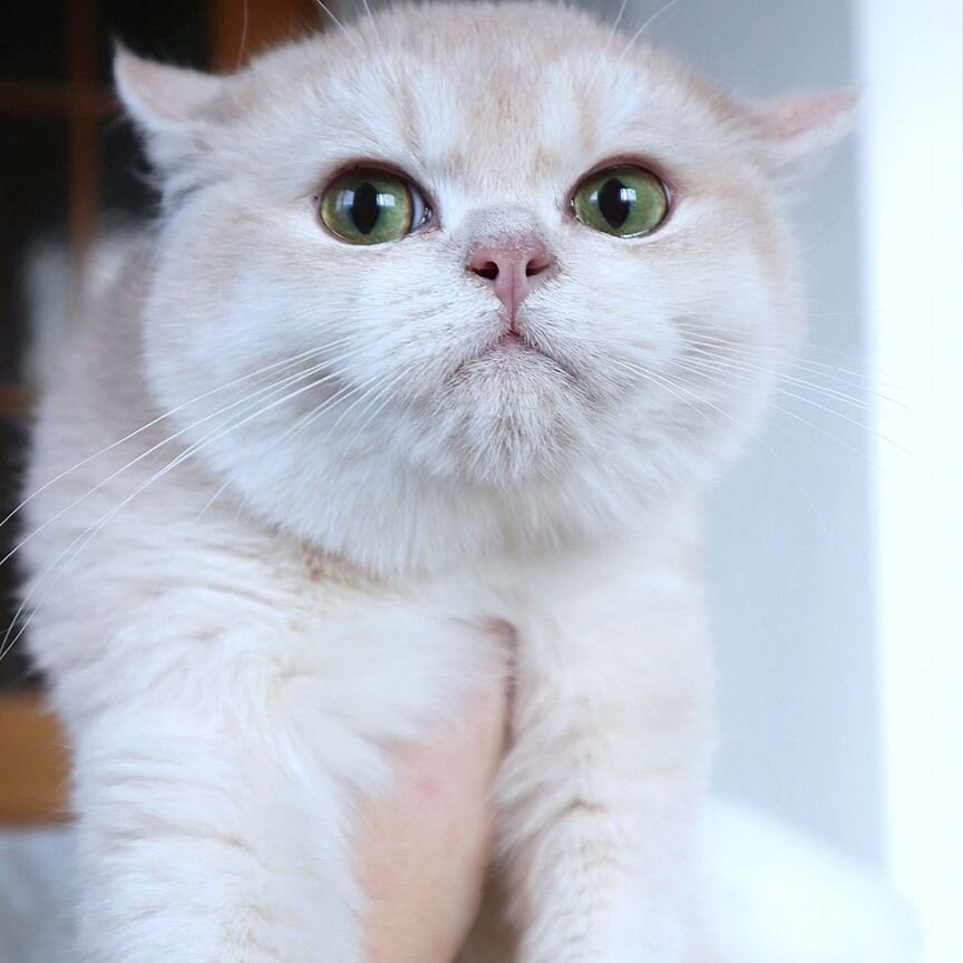 Британские котята