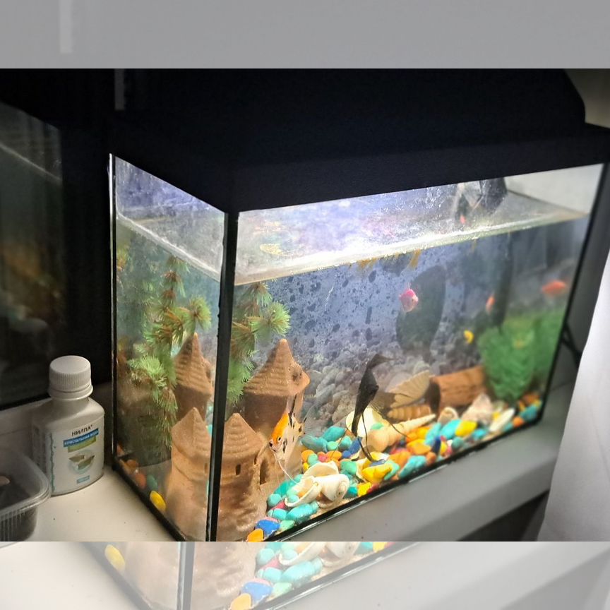 Аквариум бу с рыбками