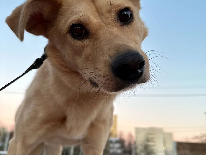 Злата в добрые руки