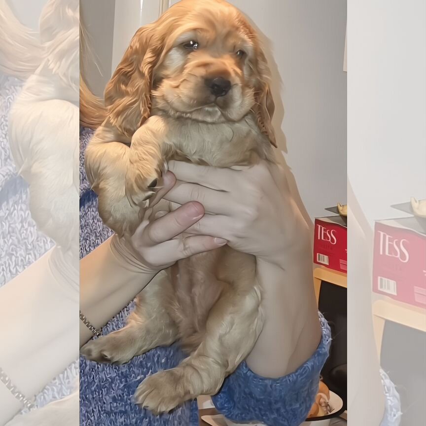 Английский кокер-спаниель, щенок