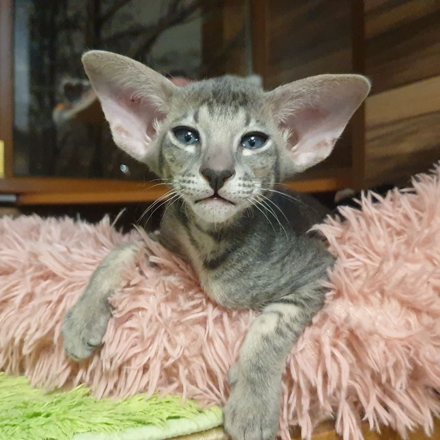 Ориентальный котик