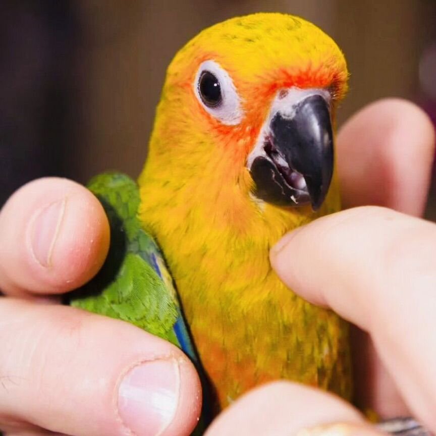 Попугай аратинга яндайя выкормыши