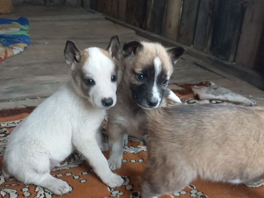 Щенята Хаски