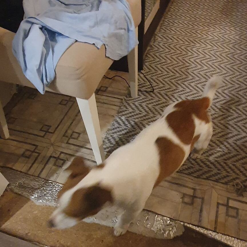 Джек-рассел-терьер, взрослый пёс