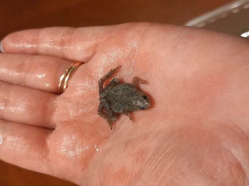 Аквариумные лягушки