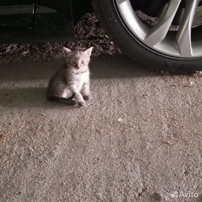 Кошка в дар бесплатно 3 мальчика и 1 девочка