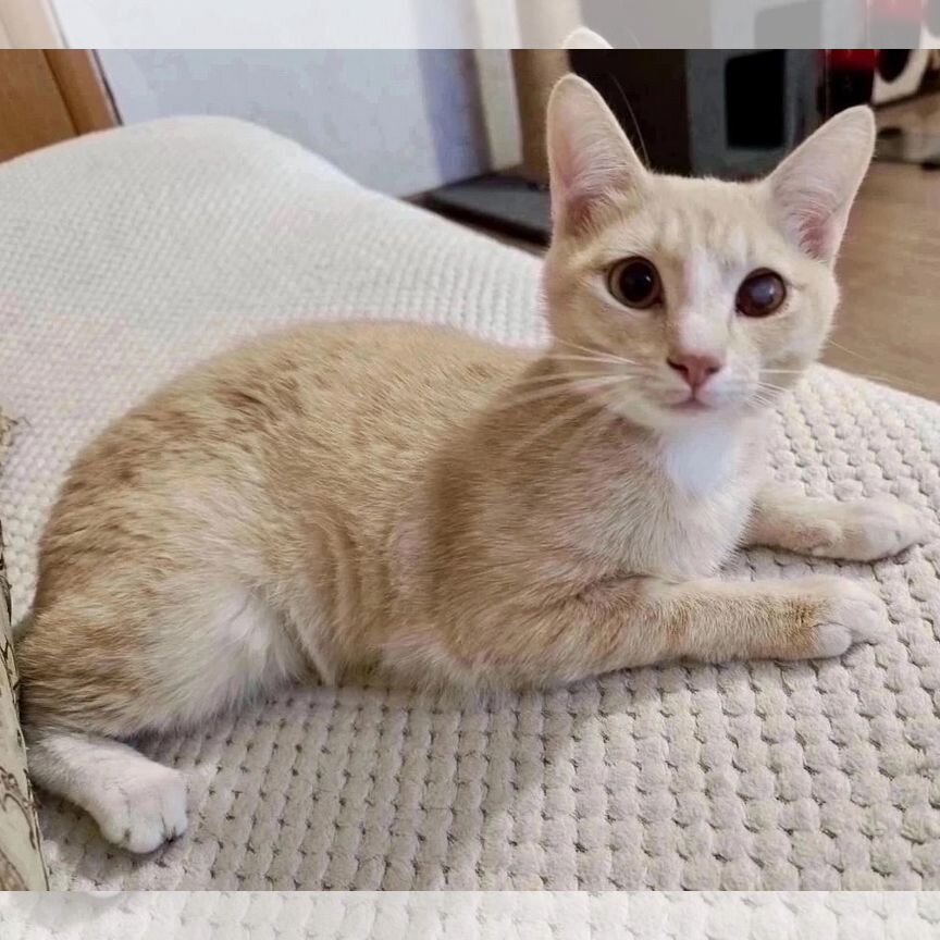 Взрослый кот от частного владельца