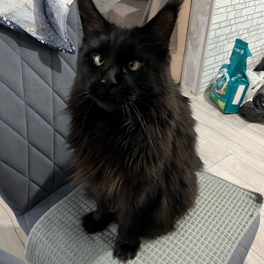 Мейн-кун, взрослая кошка