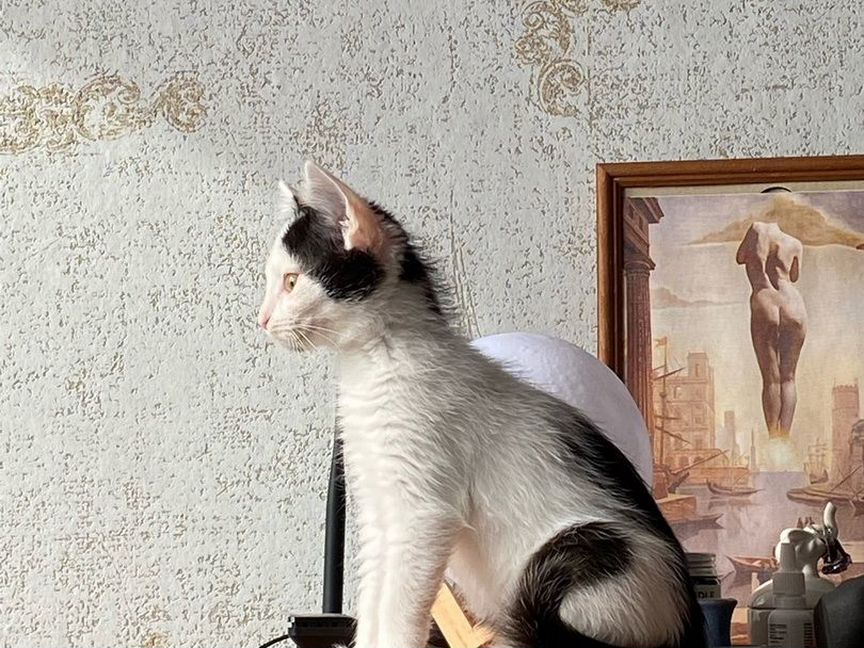 Славик. котенок мальчик 2 мес