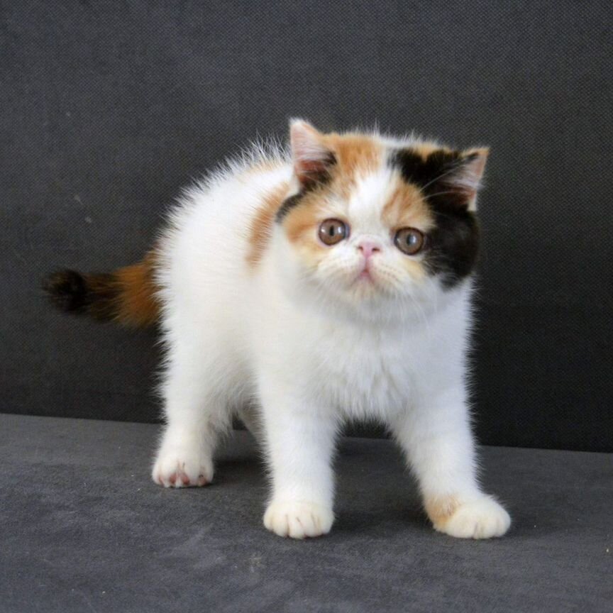 Экзотический котенок