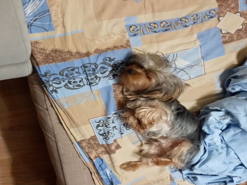 Йоркширский терьер