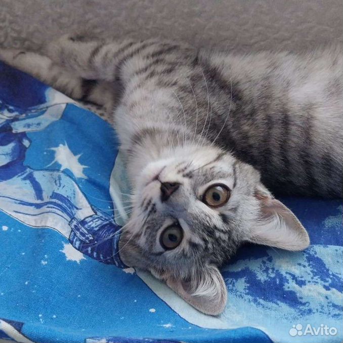 Котенок-девочка Зайка окраса Вискас в добрые руки