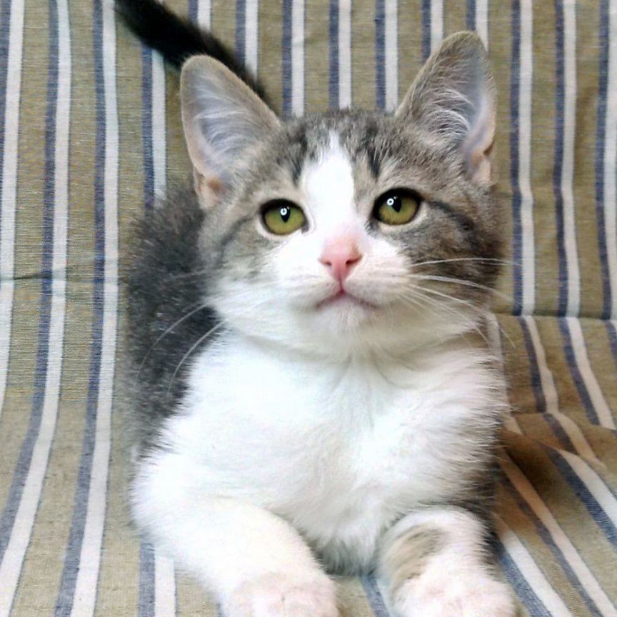 Котенок в добрые руки отдам бесплатно